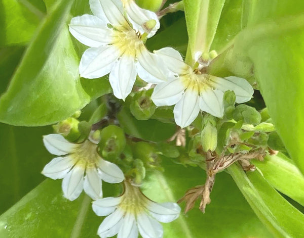 [14k Gold] Naupaka Flower Diamond Hook Pierced Earring * Made-to-order ...